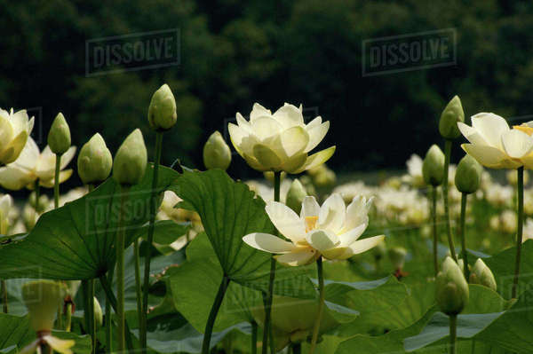 American water lotus, Nelumbo lutea, flowering in a swamp.; Concord ...