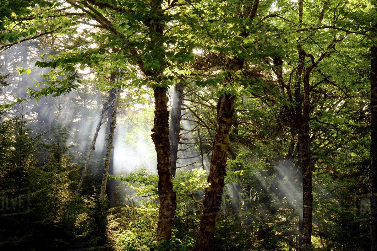 Light beams penetrate birch trees in Fundy National Park.; Point Wolfe ...