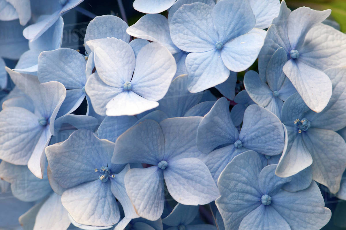 Close up of blue mophead hydrangea flowers, Hydrangea macrophylla ...