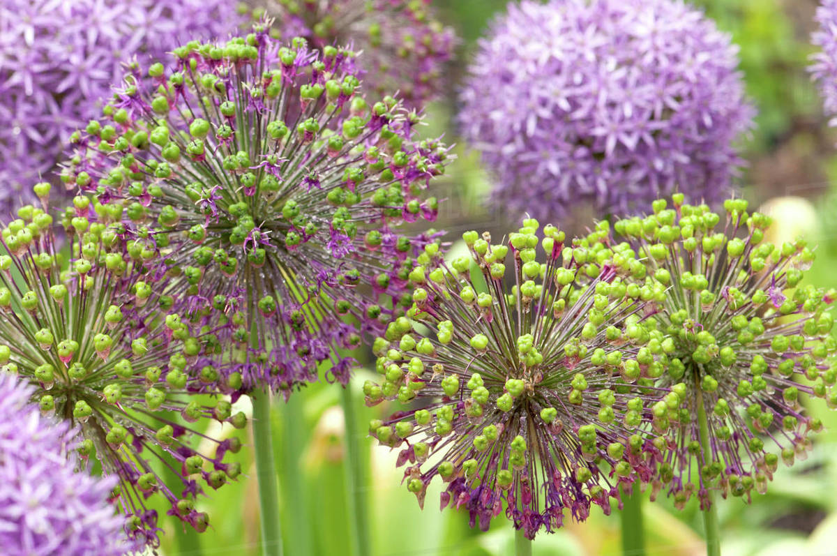 Group of allium inflorescences with flowers and buds.; Longwood Gardens ...