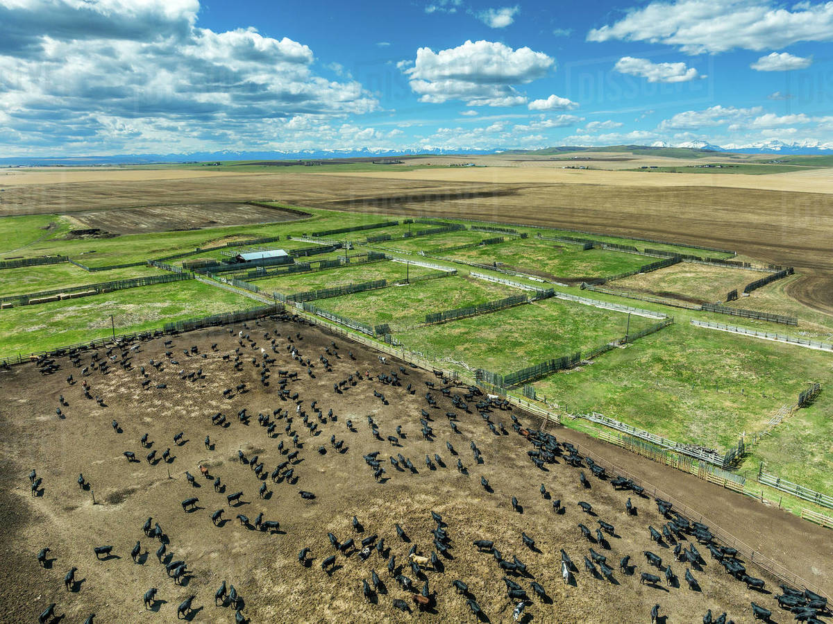 Aerial view of a large, cattle feed lot with a blue sky, clouds and ...