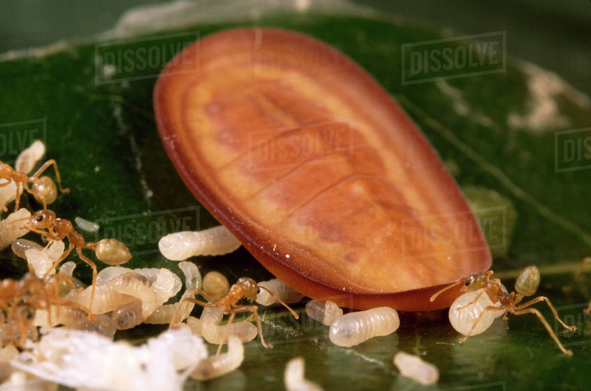 Carnivorous caterpillar, Liphyra brassolis, feeding on ant larva ...