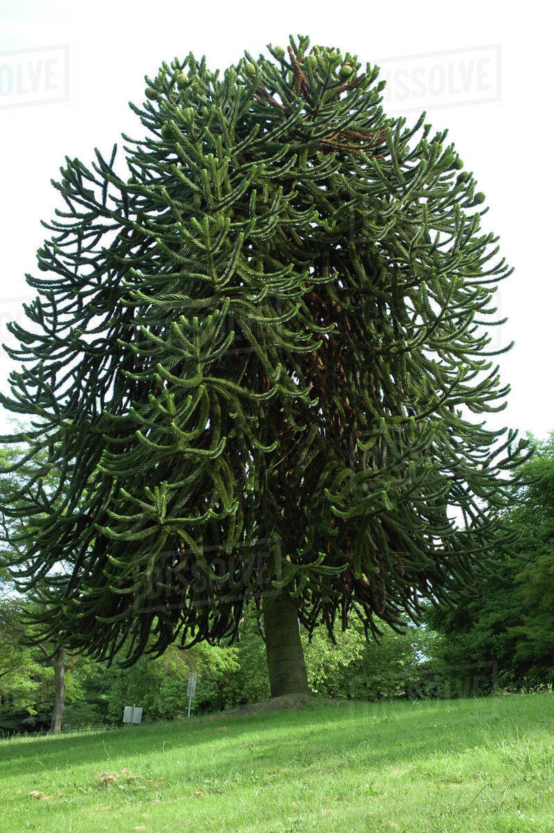 Monkey puzzle tree, Araucaria araucana, in Vancouver, BC.; Vancouver ...