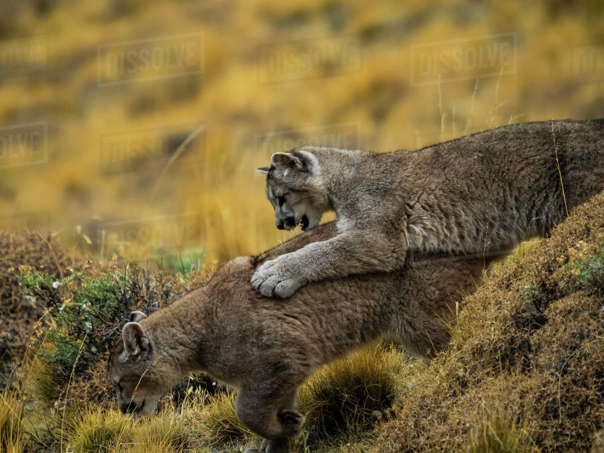 Puma kittens (Puma concolor) playing in Torres del Paine National Park ...