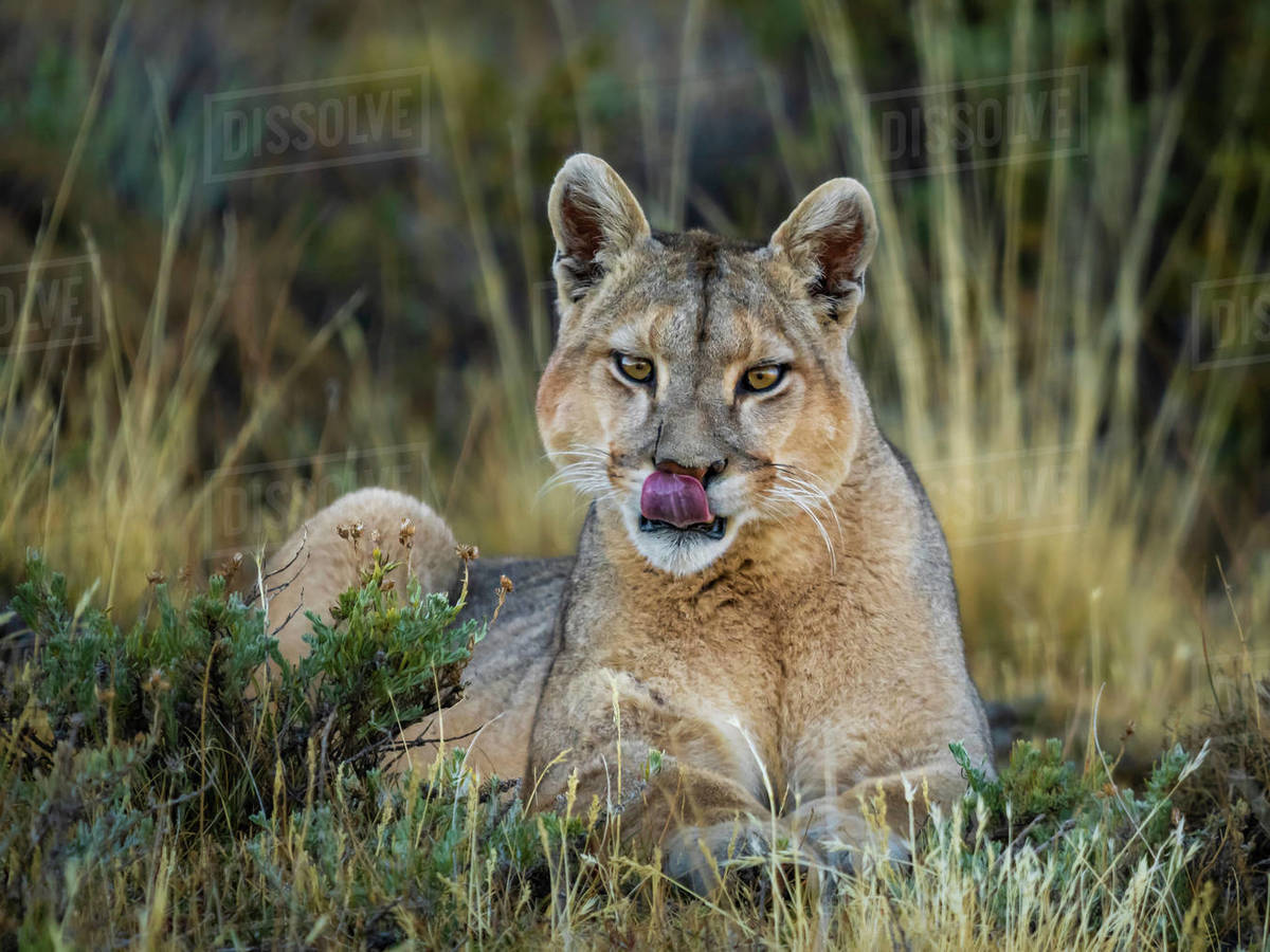 Portrait of a Puma (Puma concolor) lying in grasses and looking at the ...