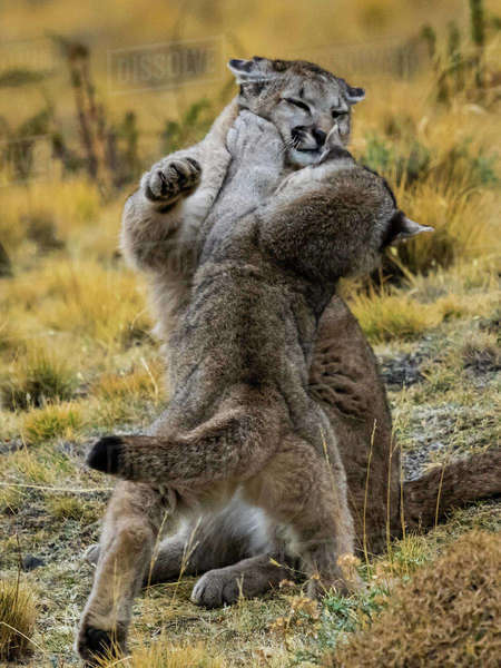 Puma kittens (Puma concolor) playing in Torres del Paine National Park ...