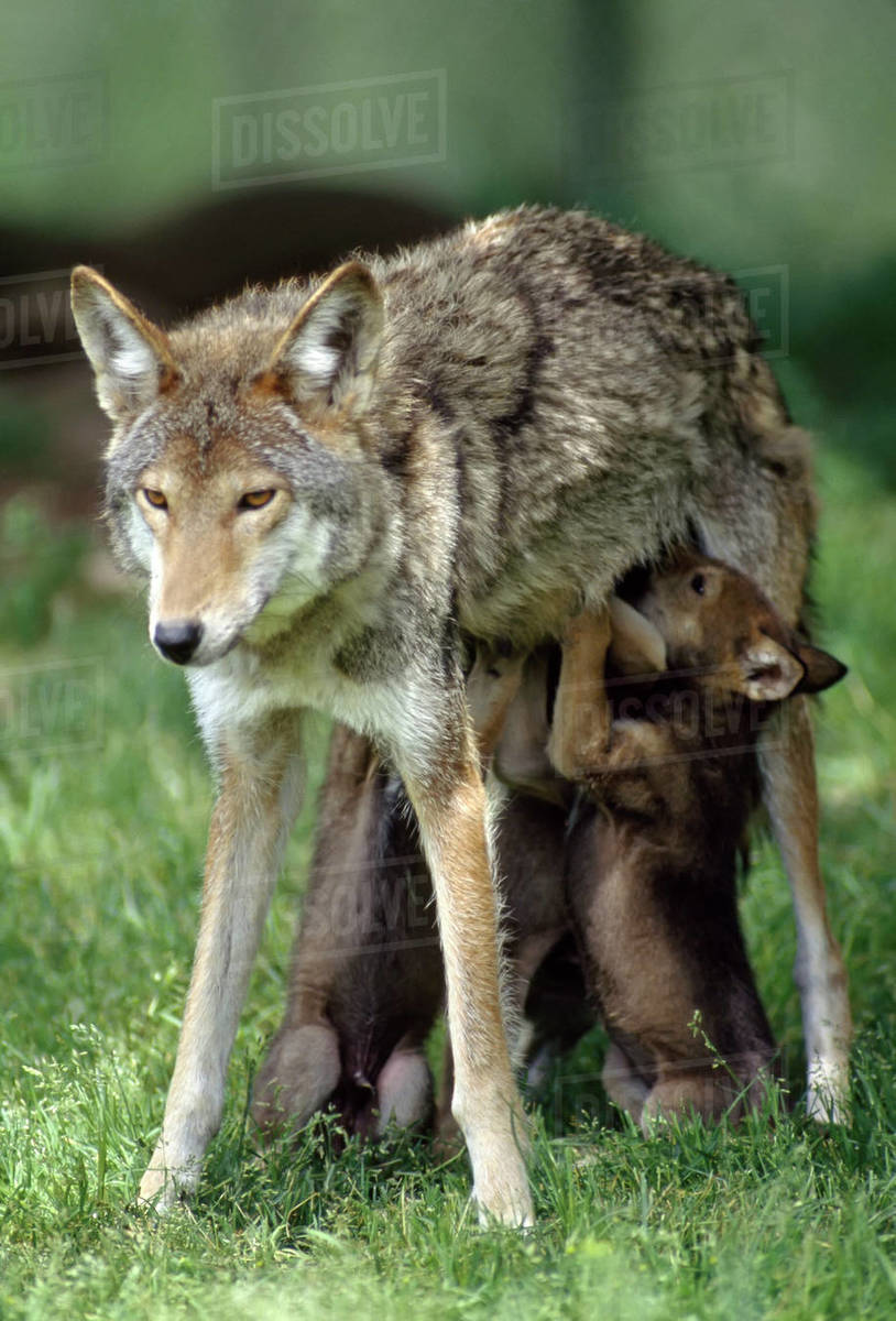 Female Red wolf (Canis rufus) stands patiently as her pups nurse, at a ...