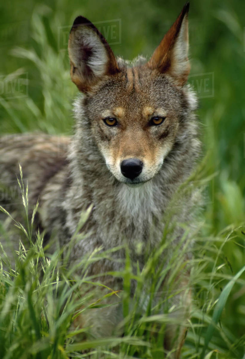 Portrait of a male Red wolf (Canis rufus), one of the rarest wolves in ...