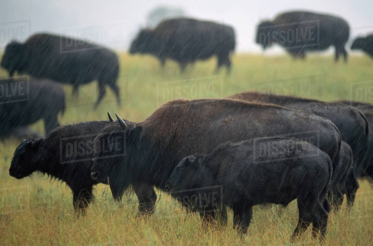 Herd of America bison (Bison bison) stand wet in a rainfall in Fort ...