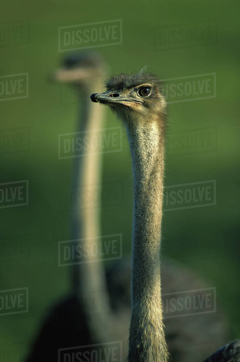 Close-up of an Ostrich's head (Struthio Camelus) at Fossil Rim Wildlife ...