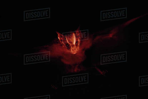 New world leaf-nosed bat (Phyllostomidae) emerges from the darkness at ...