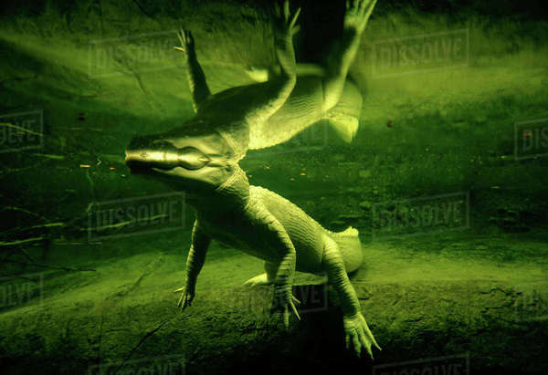 Underwater view of a rare white alligator (Alligator mississippiensis ...