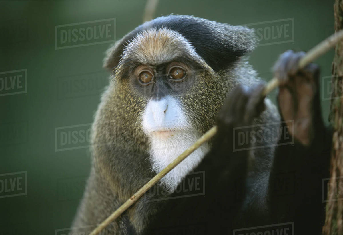 Portrait of a De Brazza's monkey (Cercopithecus neglectus) at a zoo ...