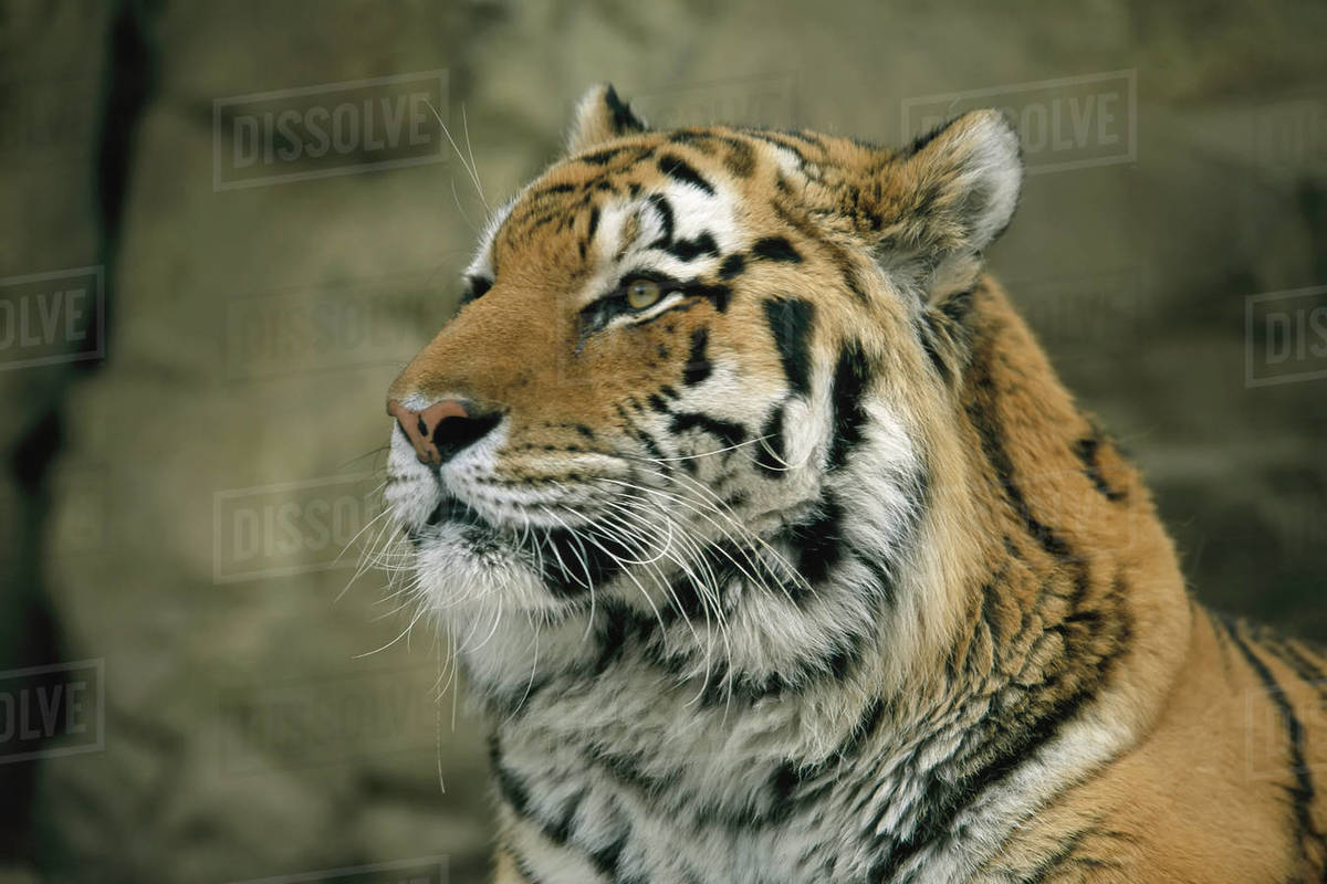 Close-up portrait of the face of a male Siberian tiger (Panthera tigris ...