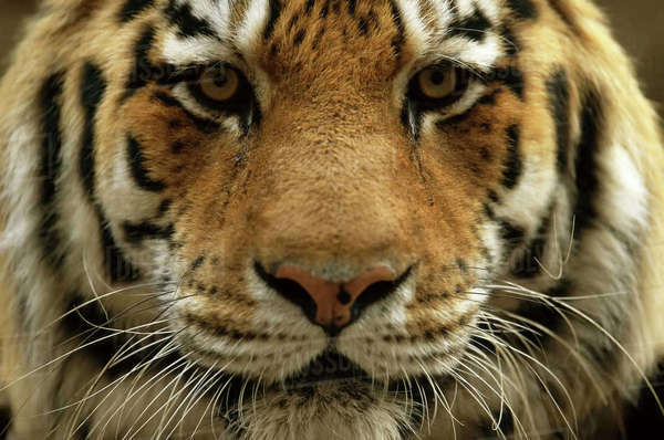 Close-up portrait of the face of a male Siberian tiger (Panthera tigris ...