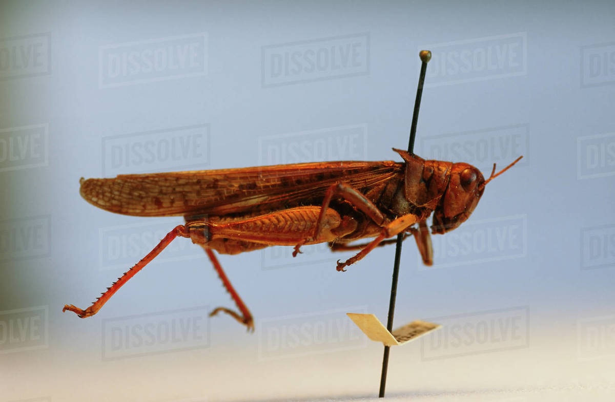 Extinct Rocky Mountain locust (Melanoplus spretus) in a display at ...