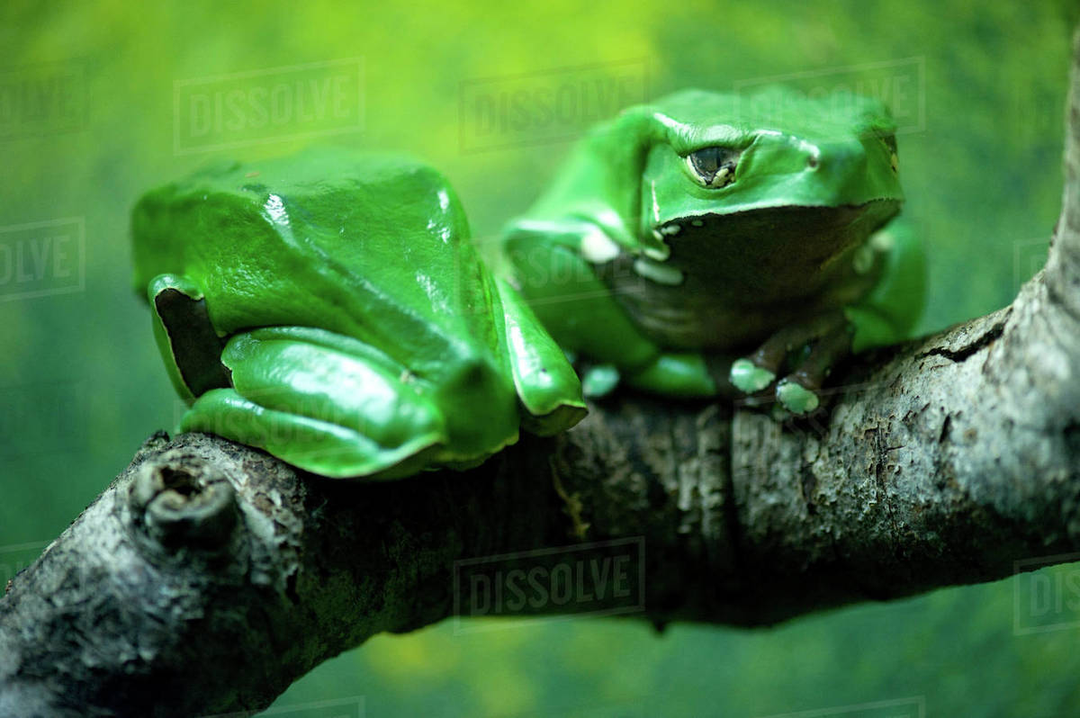 Giant waxy monkey tree frogs (Phyllomedusa bicolor) in a zoo; Houston ...