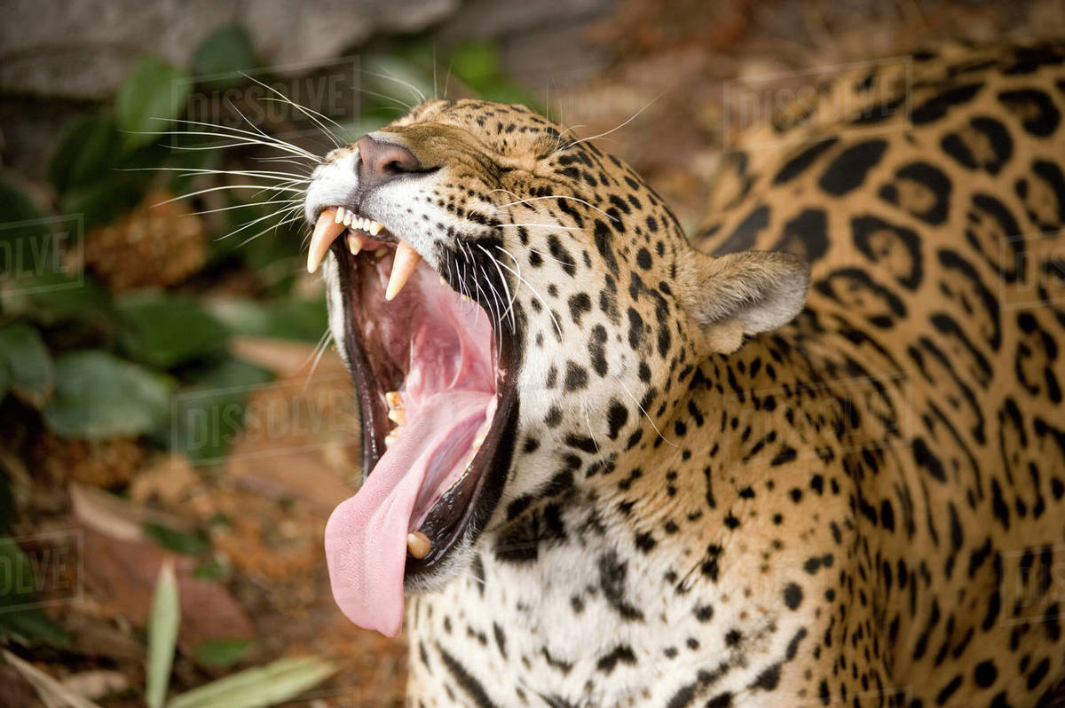 Yawning jaguar (Panthera onca) shows its large teeth in an open mouth ...