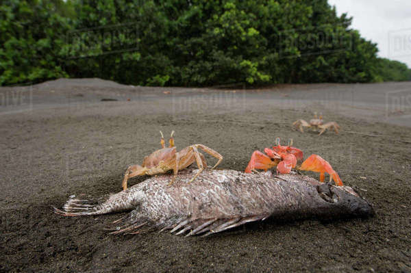Ghost crabs (Ocypode cursor) feed on a dead fish on the beach; Bioko ...