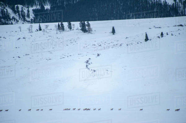 Mule deer (Odocoileus hemionus) run across the snow; Jackson Hole ...