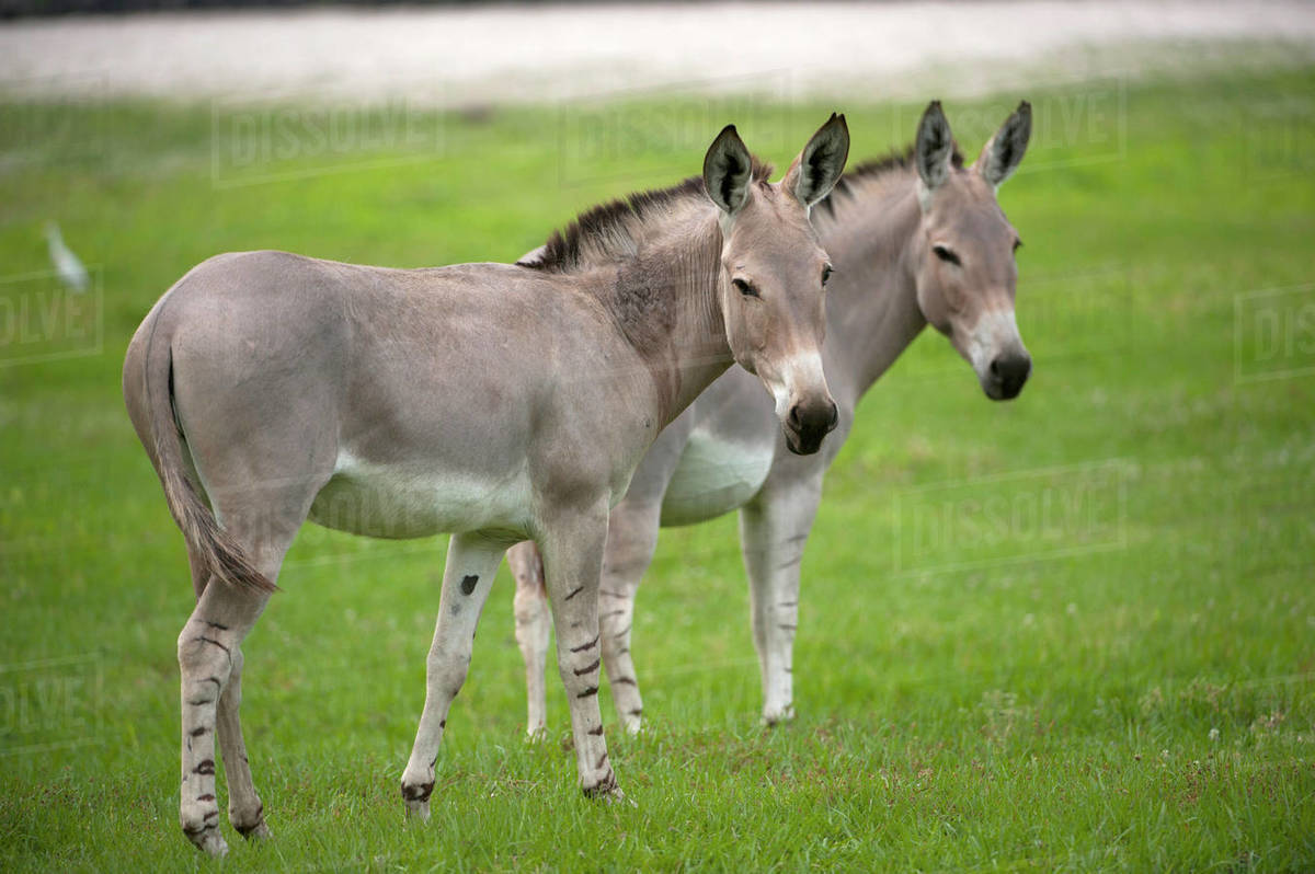 Critically endangered Somali wild ass (Equus africanus somaliensis) at ...