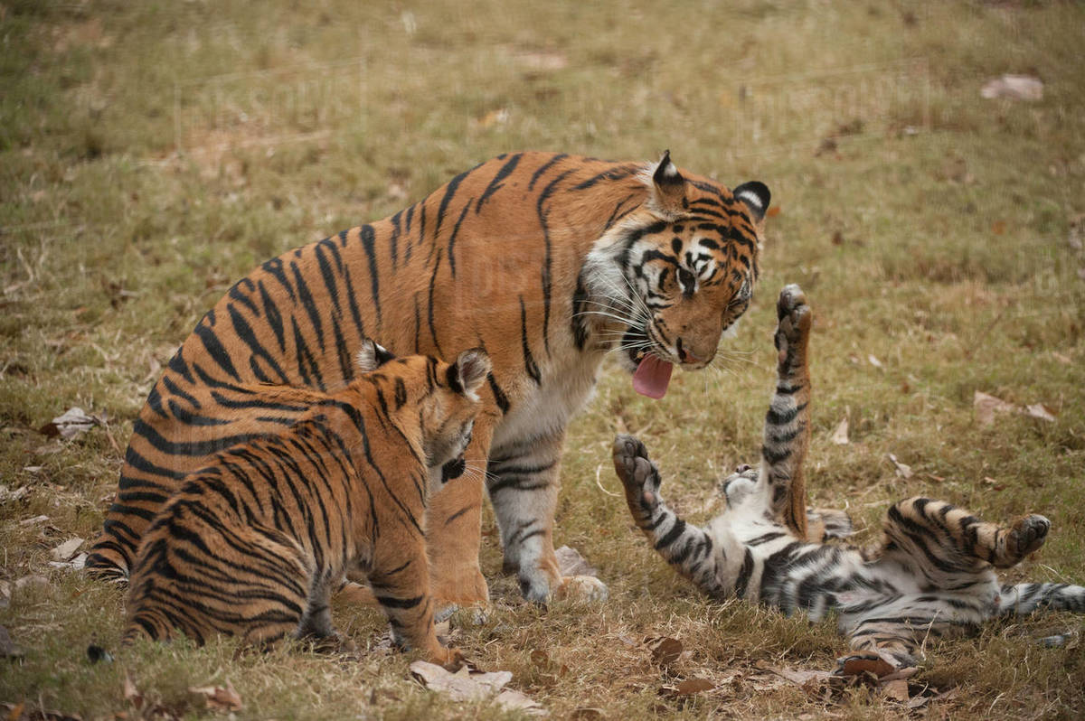 Critically-endangered female Sumatran tiger (Panthera tigris sumatrae ...