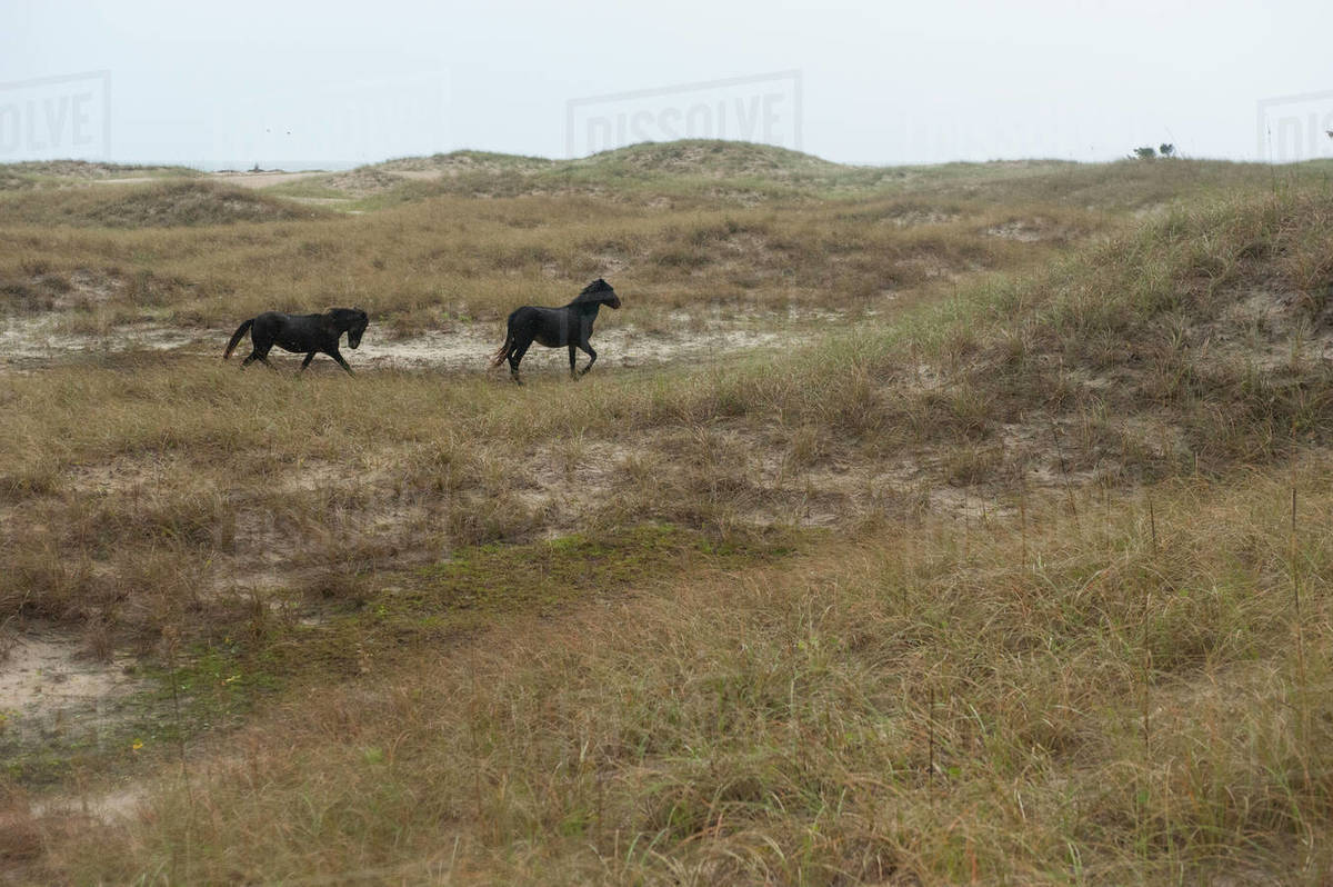 Rare wild Banker horses (Equus ferus caballus) on Shackleford Banks ...