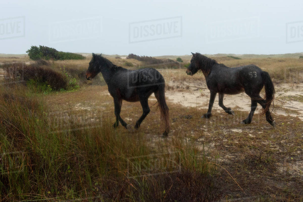 Rare wild Banker horses (Equus ferus caballus) on Shackleford Banks ...