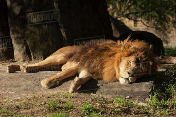 Male African lion (Panthera leo) naps in sunlight in a zoo enclosure ...