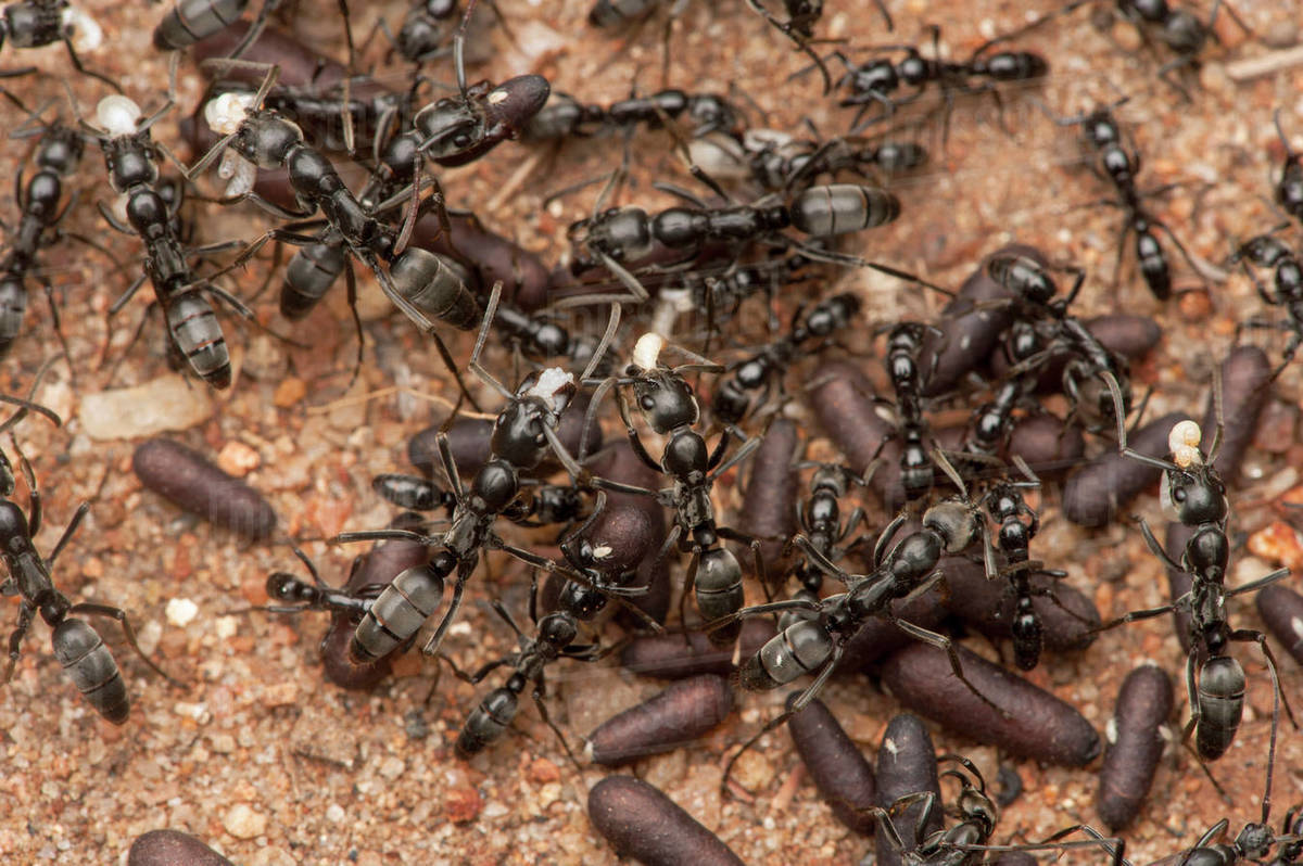 Ants from the genus Pachycondyla move their colony, Gorongosa National ...
