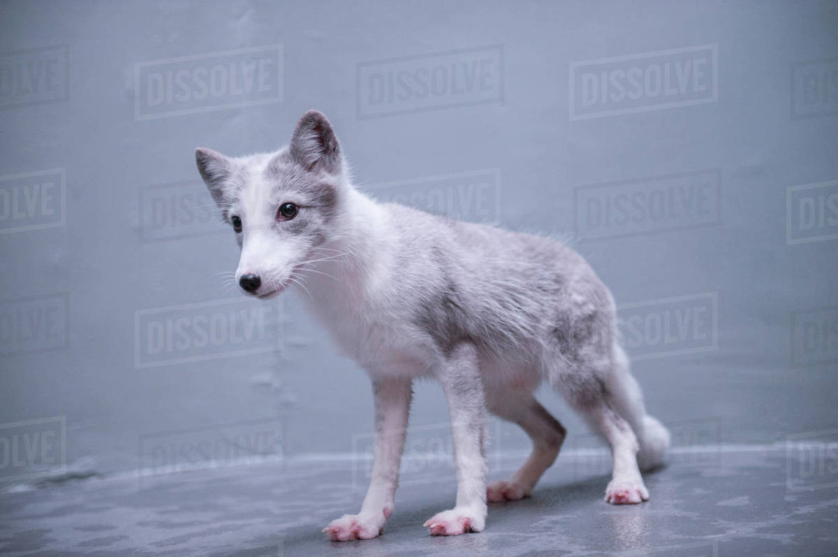 Portrait of an Arctic fox kit (Vulpes lagopus) in captivity; Hong Kong ...