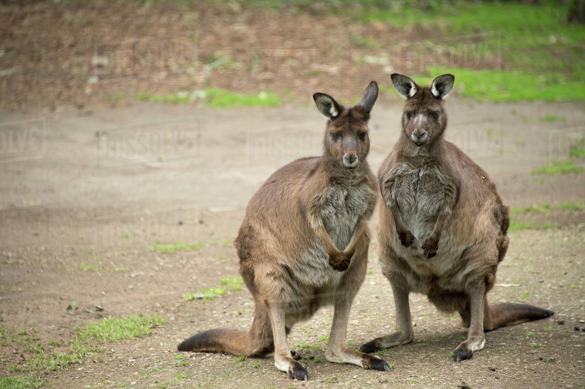 Two Kangaroo Island kangaroos (Macropus fuliginosus fuliginosus) at a ...