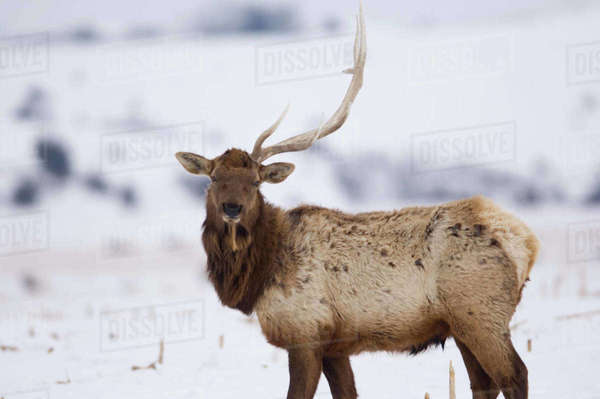 Elk (Cervus canadensis) with one antler standing in a snowy field ...