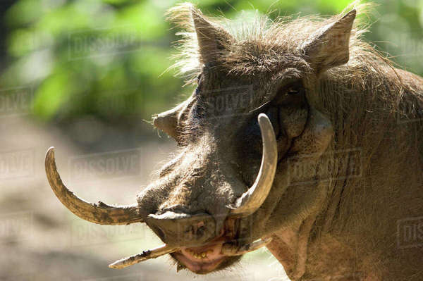 Portrait of mean looking Warthog (Phacochoerus) with very long tusks ...