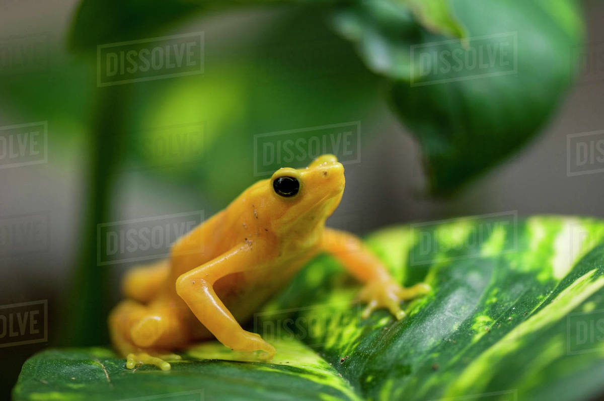 Close-up portrait of a Harlequin frog (Atelopus varius) at a zoo in ...