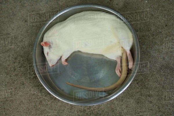 Dead rat used for raptor food lays in a metal bowl at a zoo; Wichita ...