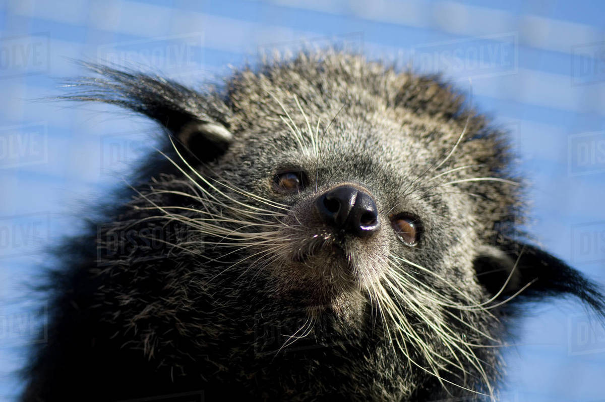 Close-up portrait of a Binturong (Arctictis binturong) at a zoo ...
