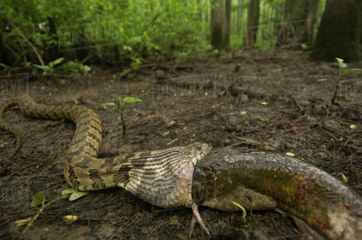 Banded water snake (Nerodia fasciata) eats a bullhead fish by ...