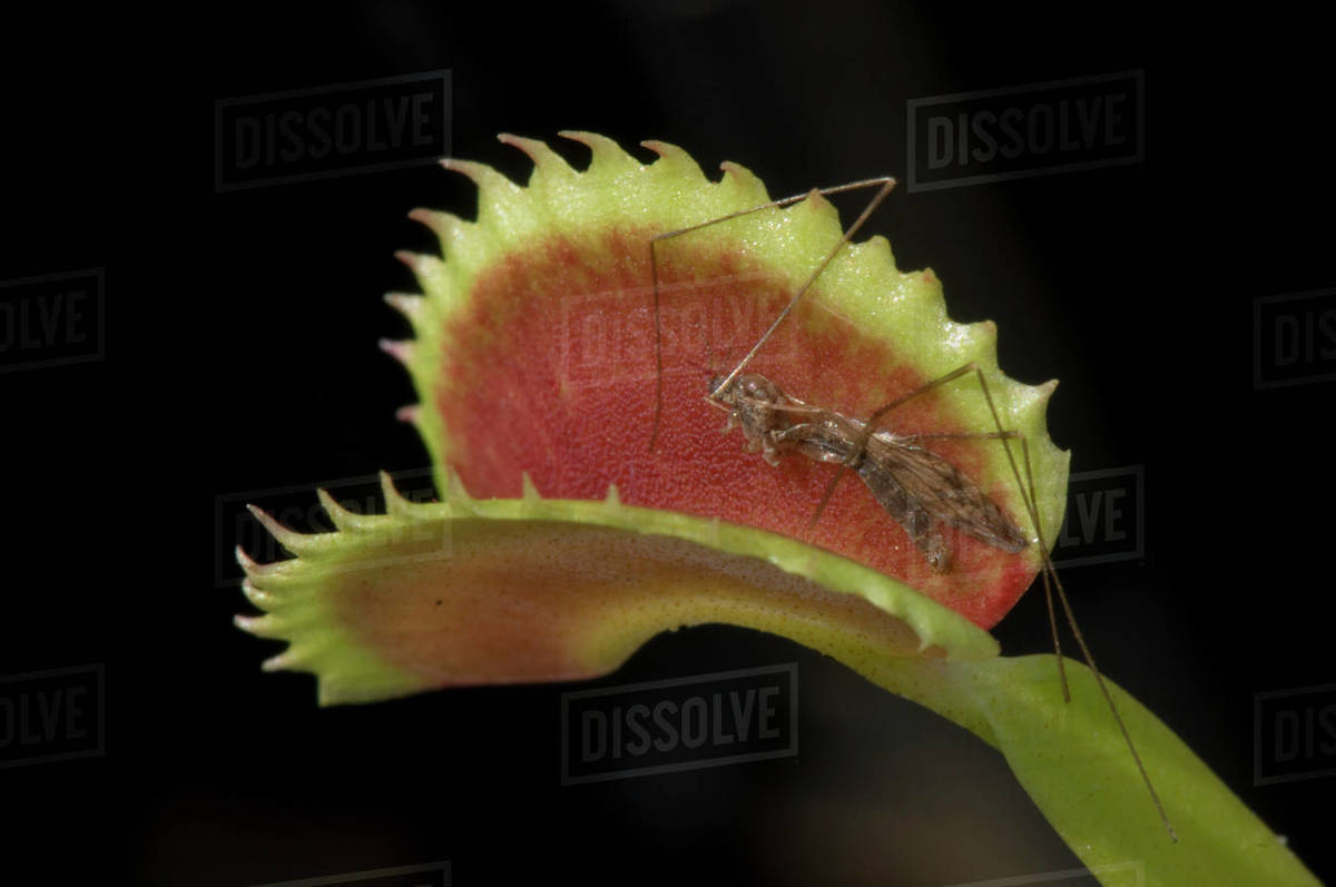 Close-up of a Venus flytrap (Dionaea muscipula) as it consumes an ...
