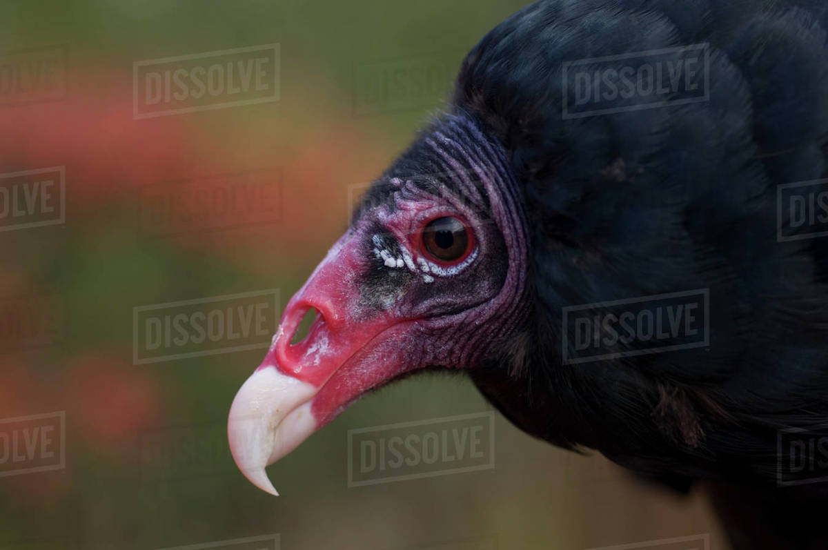 Close-up portrait of a Turkey vulture (Cathartes aura) at a zoo ...