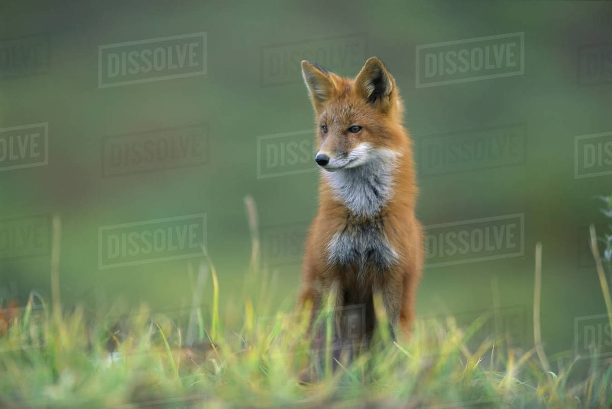 Close-up portrait of a Red fox (Vulpes vulpes), recognized by its ...