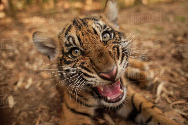 Close-up portrait of the critically-endangered Sumatran tiger cub ...