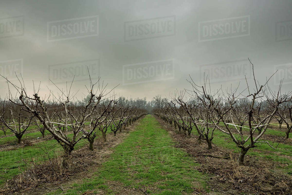 Bare fruit tress on an orchard farm with a stormy sky in winter ...