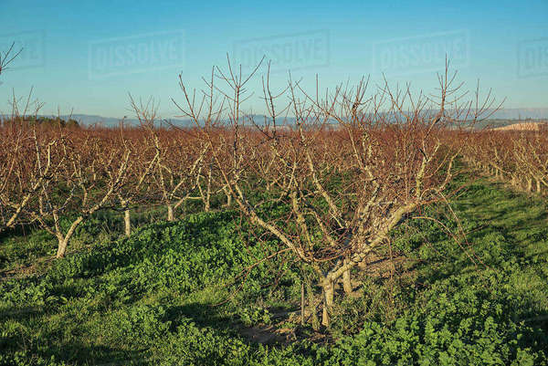 Countryside and view of a fruit tree plantation in winter; Benissanet ...