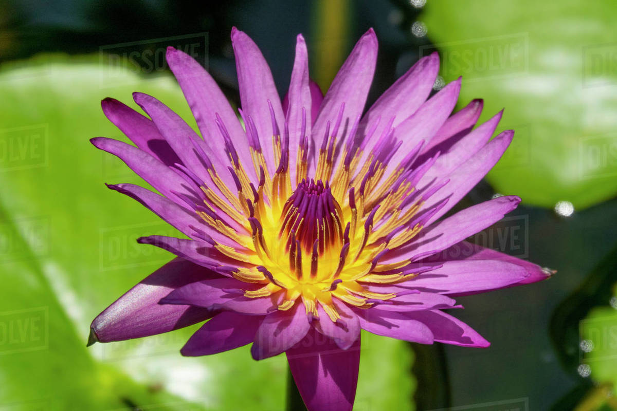 Close-up of Hawaiian, Purple Water Lily (Nymphaea); Maui, Hawaii ...