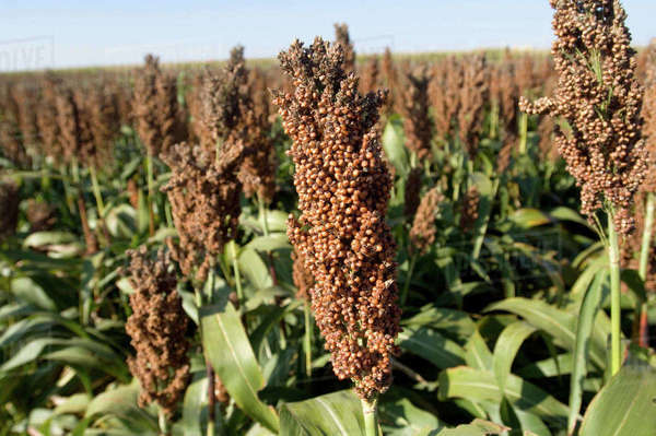 Milo, or grain sorghum, growing in abundance in a field; Grand Island ...