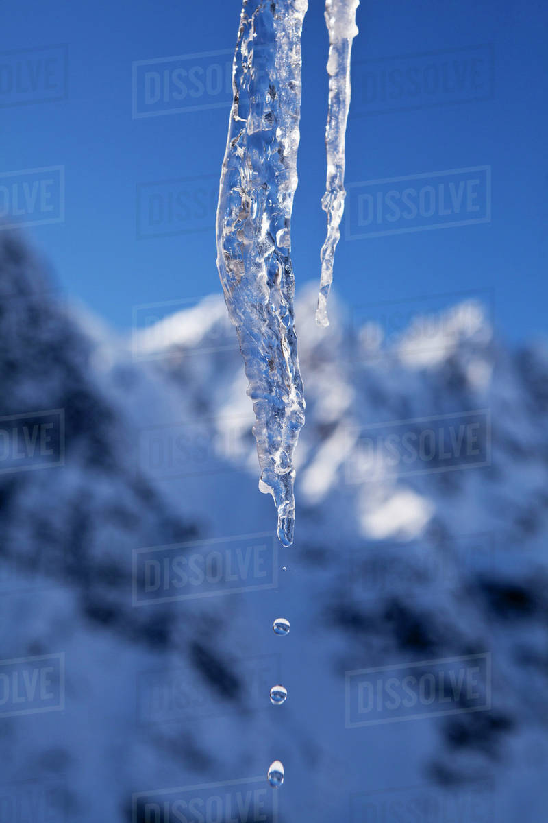 Water Dripping From Melting Icicle In Late Winter With Roostercomb In ...