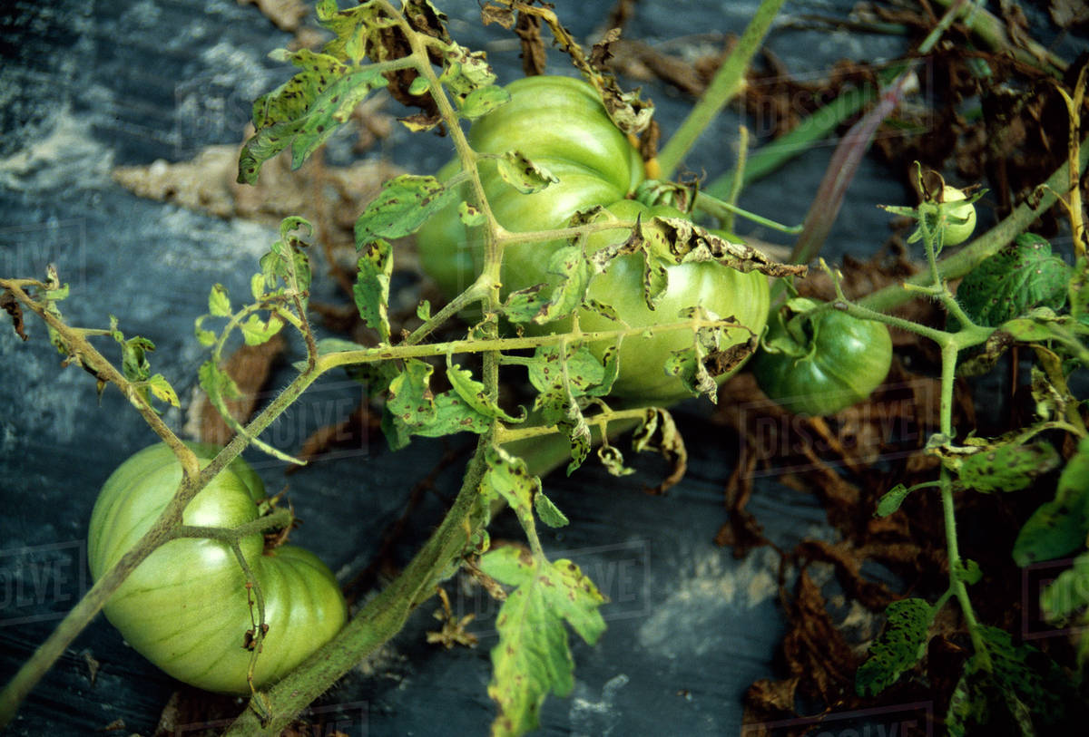 Agriculture - Crop Disease; Septoria leaf spot on tomato plant foliage ...