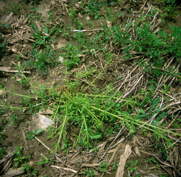 Agriculture - Weeds, Cleavers (Galium aparine) aka. Bedstraw, Goose ...