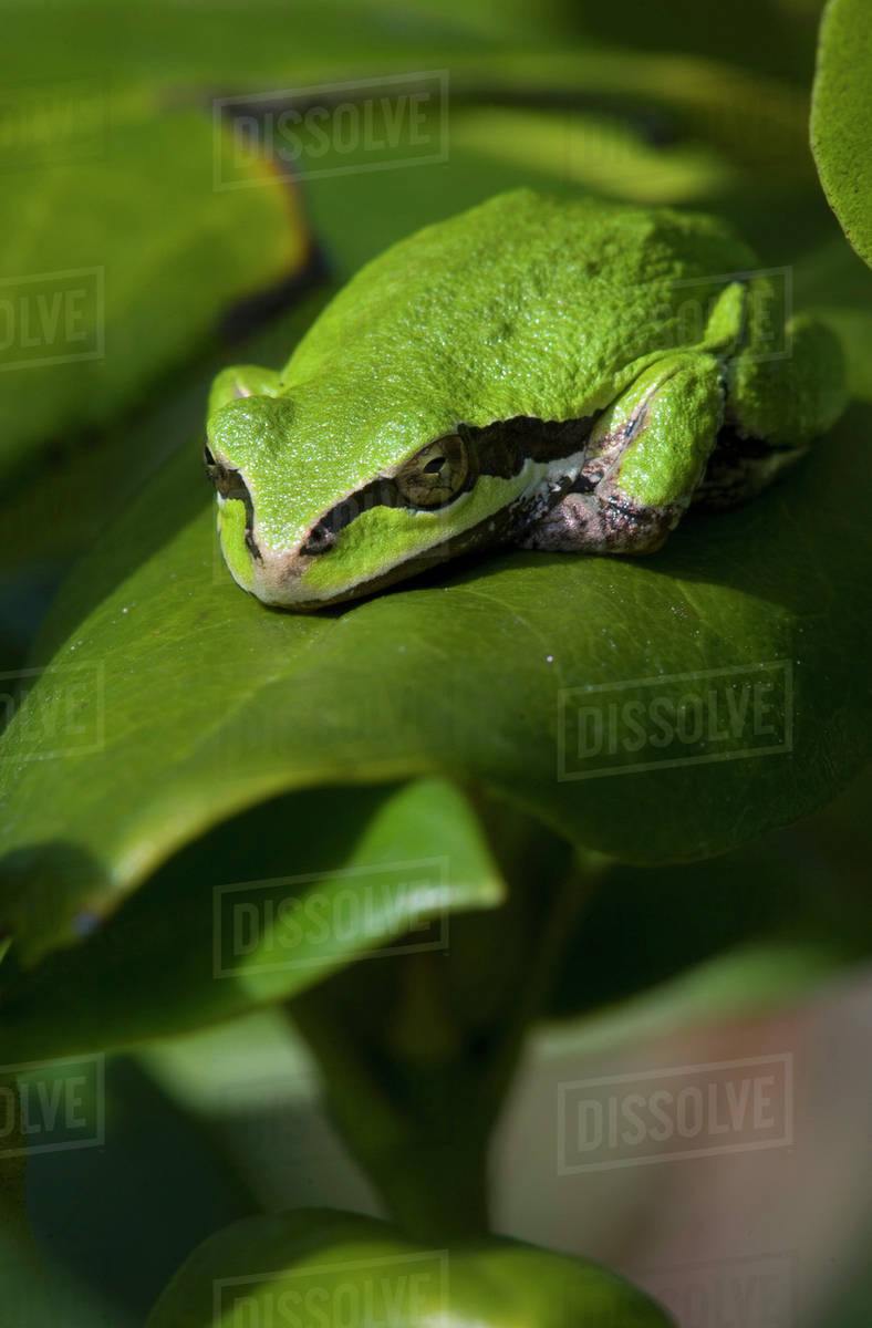 A Pacific Tree Frog (Pseudacris Regilla) Sleeps On A Rhododendron Leaf ...